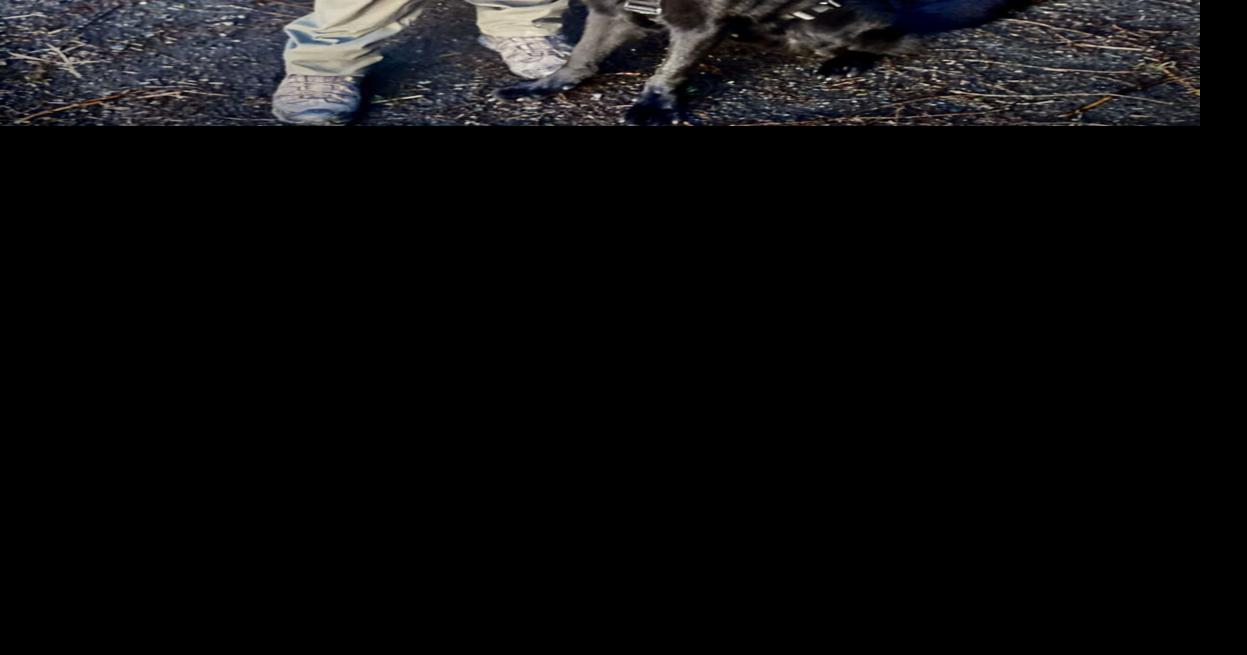 K9 Ghost gets first capture in Lincoln City | News | thenewsguard.com
