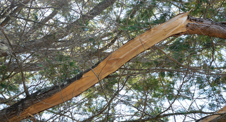 Photos / Trees Down: Several trees removed from courthouse lawn | News ...