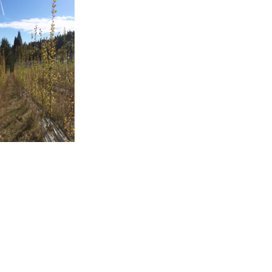 Poplar trees genetically modified not to harm air quality, growth ...