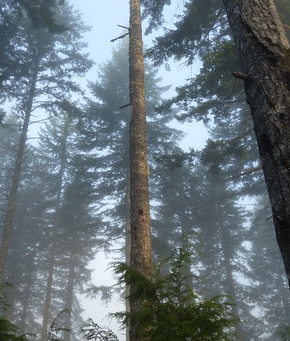 Dead Trees: Creating standing dead trees for wildlife habitat | News ...