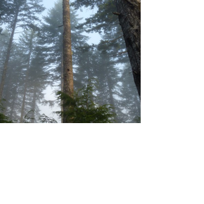 Dead Trees: Creating standing dead trees for wildlife habitat | News ...