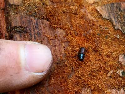 fir tree bark beetle