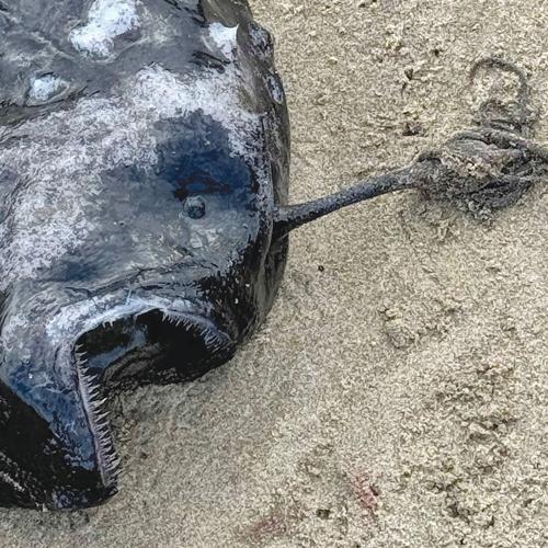 Rare find along Oregon beach | News | thenewsguard.com
