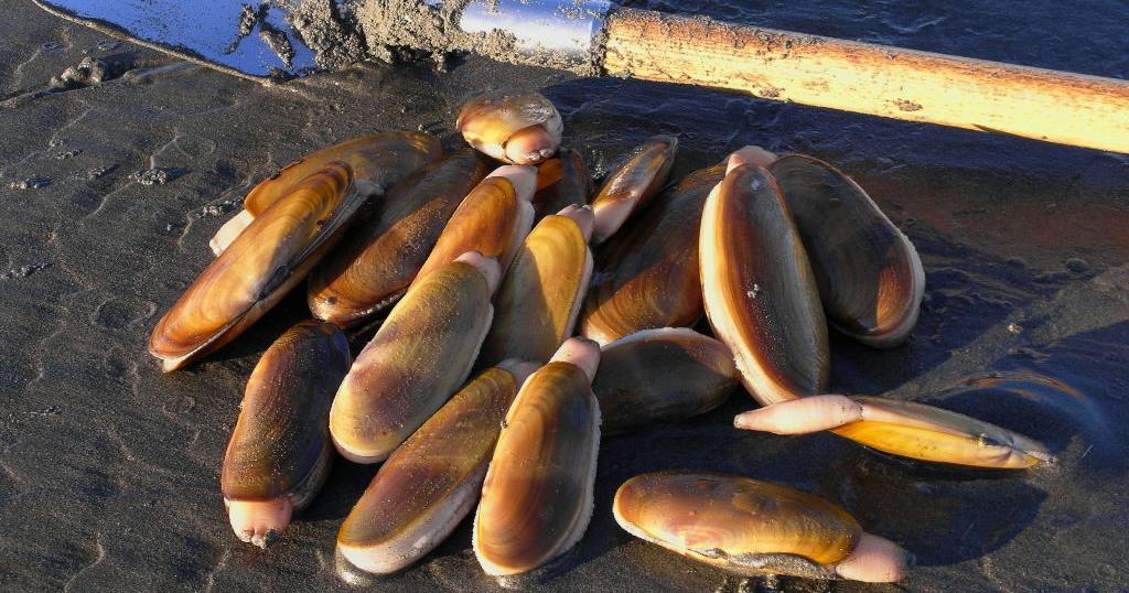 Central coast closes for razor clamming | News | thenewsguard.com