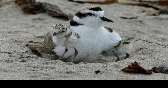 To protect threatened shorebird, respect nesting areas March 15 - Sept ...