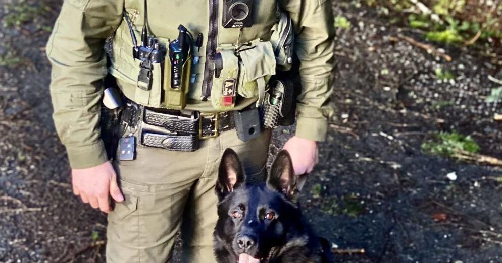 New Details / Captured! K9 Ghost and deputy help nab fleeing suspect ...