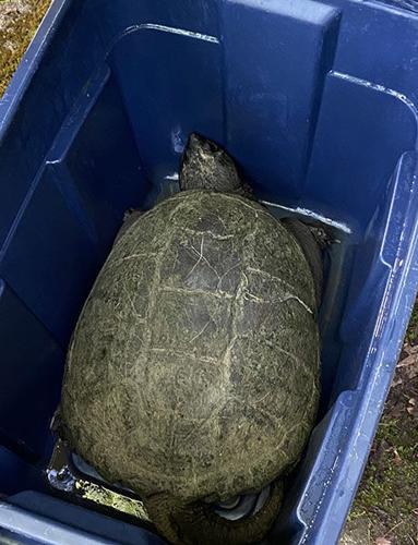 Snapping turtles in Oregon pose threat to native species | News ...