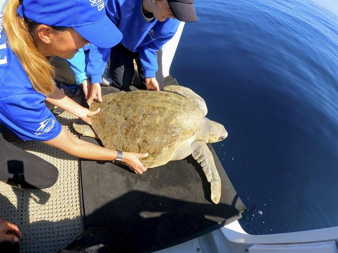 Photos / Return to the Sea: Stranded sea turtle found along Oregon ...