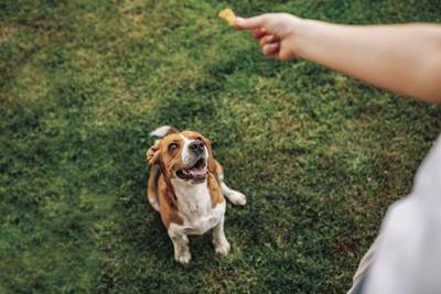 Going to the dogs: Program increases physical activity among kids with ...