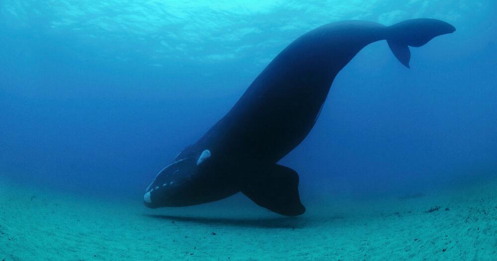 New map and report expose growing dangers along whale ‘superhighways ...