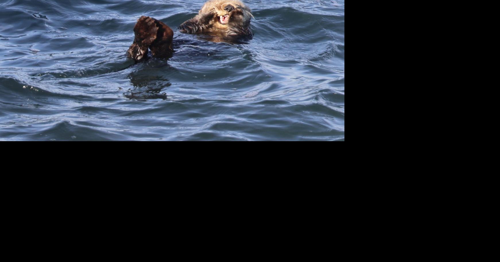 Sea Otters: 'Keystone species' | Community | thenewsguard.com