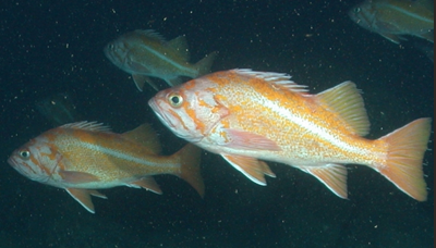 canary rockfish