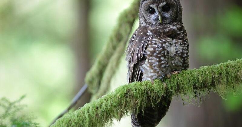 Statement released on managing invasive barred owls to protect at-risk ...