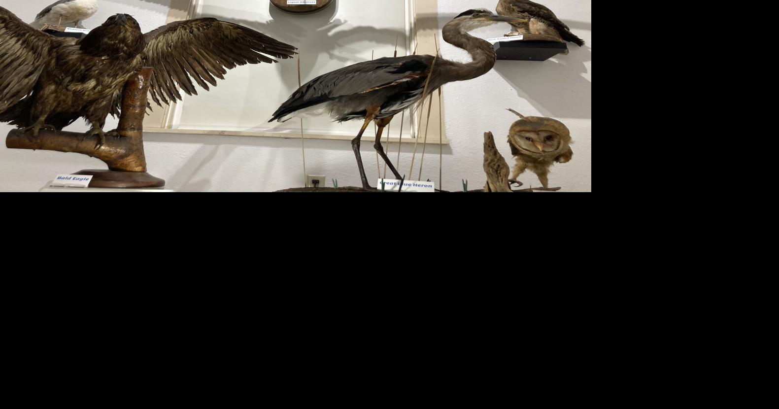 At the Museum: Feather Friends, Habitat Protections | Community ...