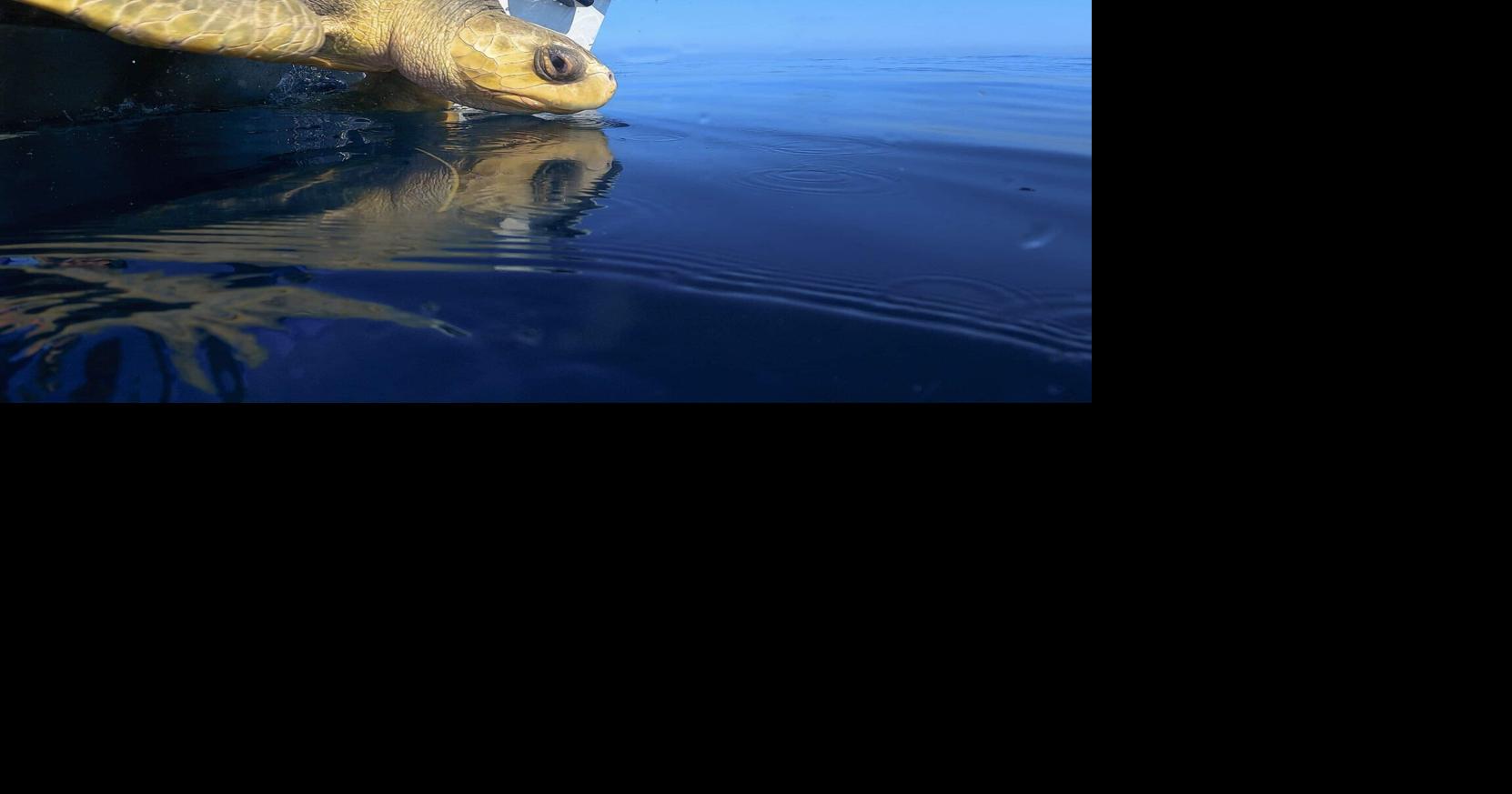 Photos / Return to the Sea: Stranded sea turtle found along Oregon ...