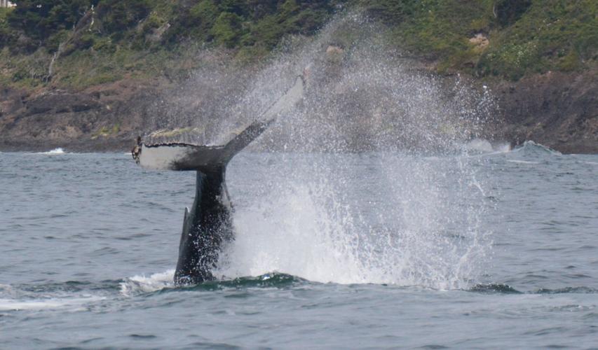WANDERING WALDO: Humpback whale entertains at Depoe Bay | Community ...