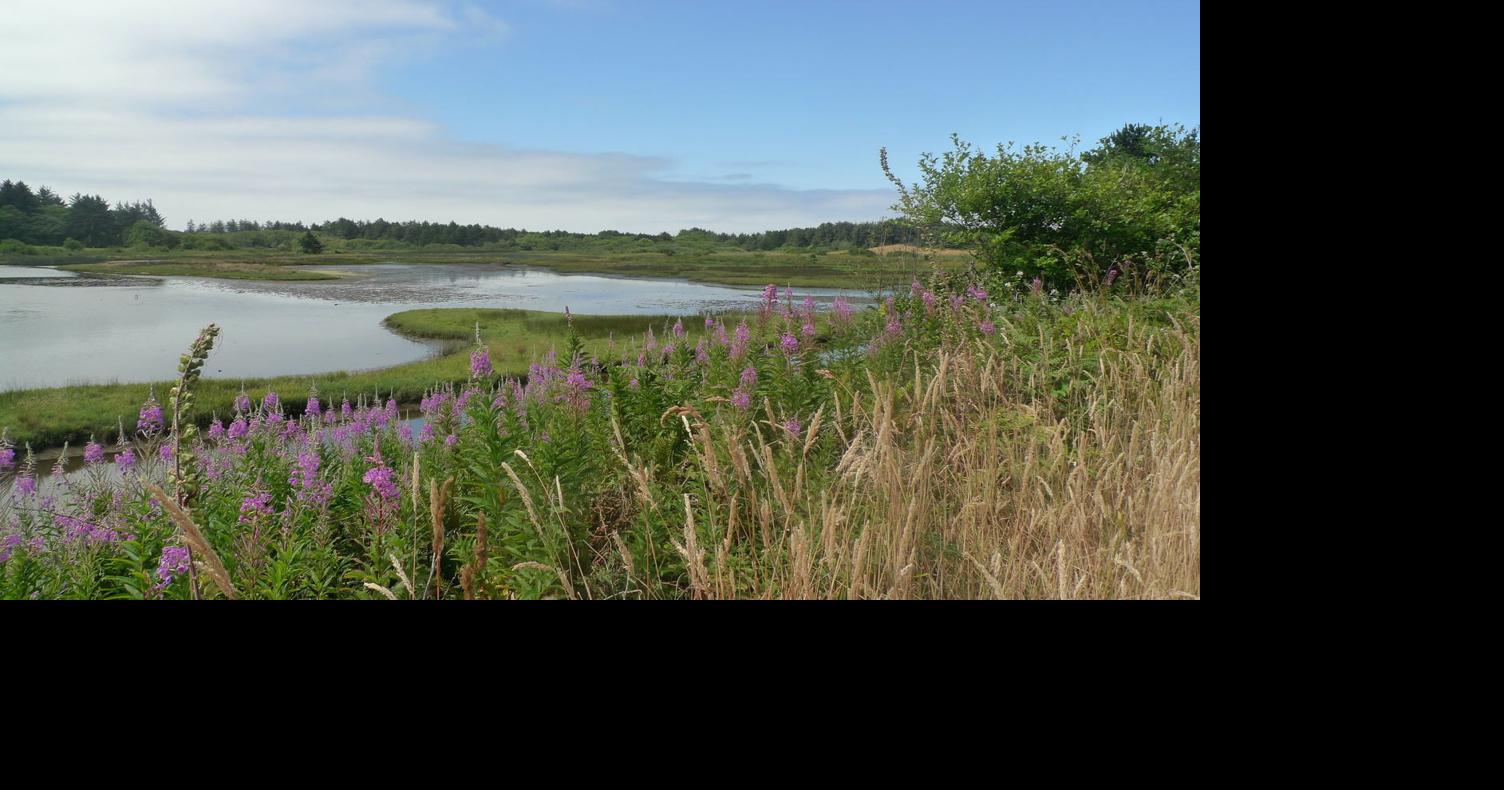 NEW STUDY: Sitka Sedge State Natural Area public review | News ...