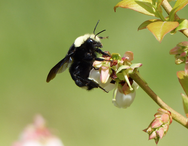 The Importance of Bees: Bees flock to clearcut areas but numbers ...