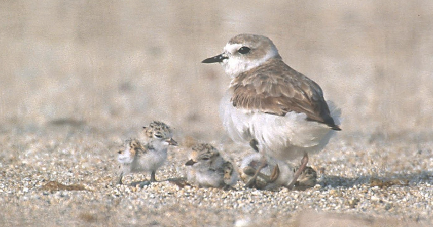 Respect nesting areas to protect threatened snowy plover | News ...