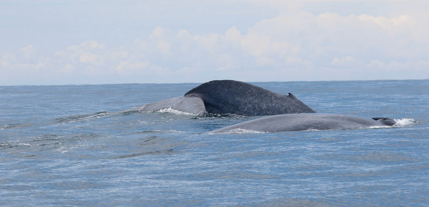 Photos / Blue Whale Research: Environmental conditions impact foraging ...