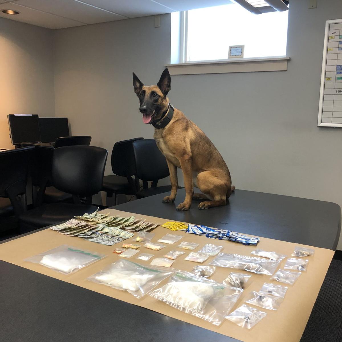 K9 Zoe sniffs out large drug stash in Newport | News | thenewsguard.com