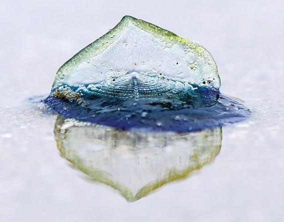 Velella showing up along Oregon’s coast | News | thenewsguard.com
