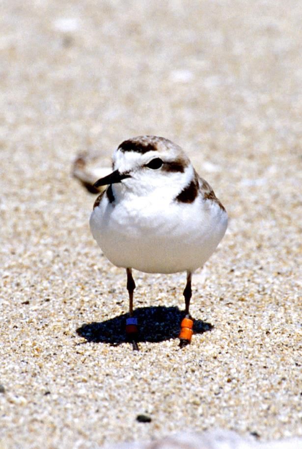 SNOWY PLOVER: Nesting Season | News | thenewsguard.com