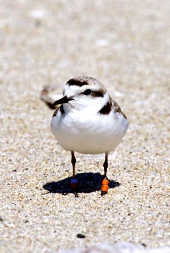 SNOWY PLOVER: Nesting Season | News | thenewsguard.com