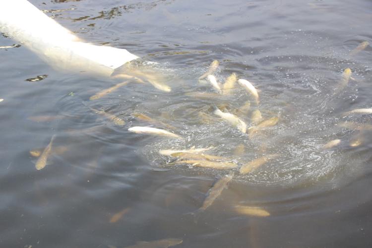 Carpe Diem: Will planted carp eradicate invasive weed in Devils Lake ...