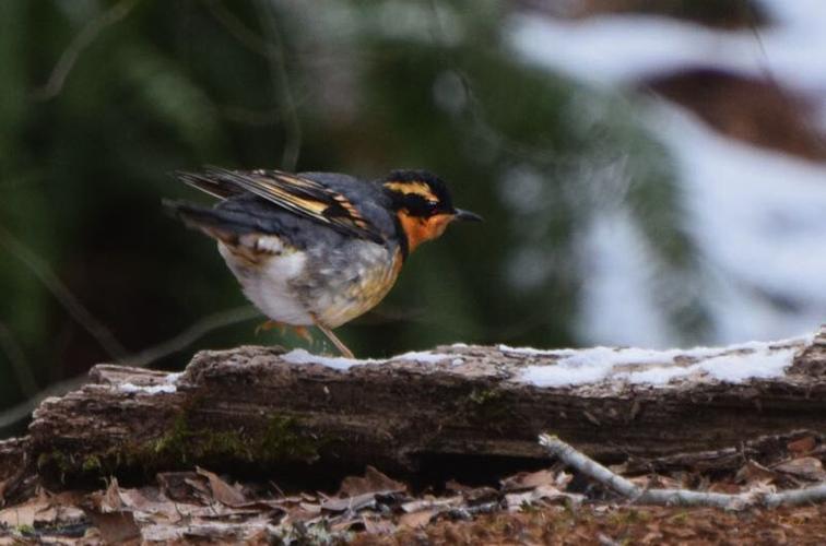 Gresham birds stick around despite snow | News | theoutlookonline.com