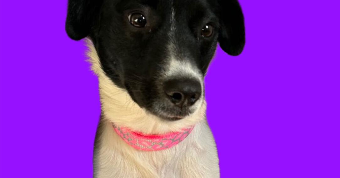 Burke Animal Services Pets of the Week | Community News | The Paper
