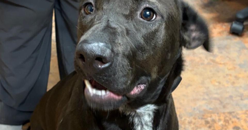 Burke Animal Services | Community News | The Paper
