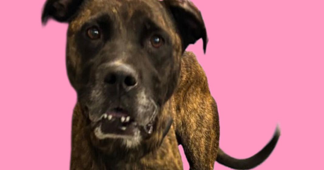 Burke Animal Services Pets of the Week | Community News | The Paper