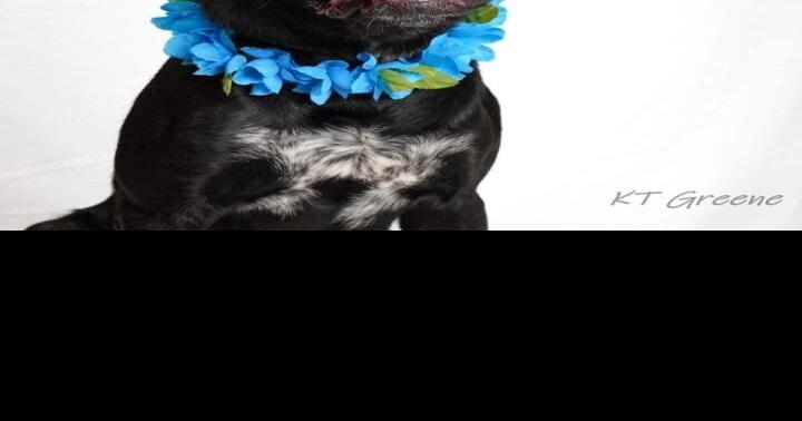 Kramer is dog-, kid-, cat-, and pig-friendly! — Burke Animal Services ...