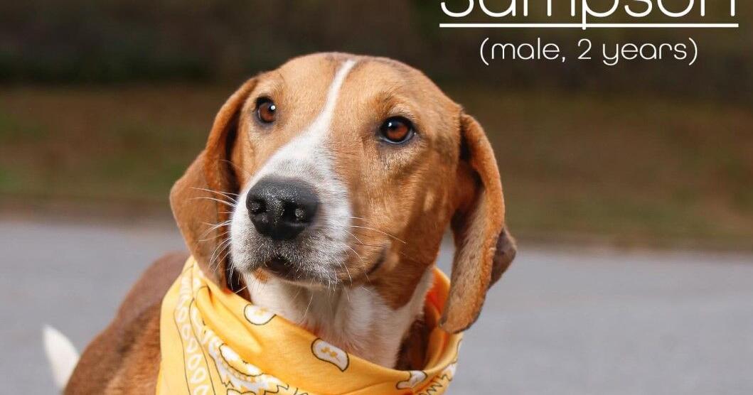 Burke Animal Services | | The Paper