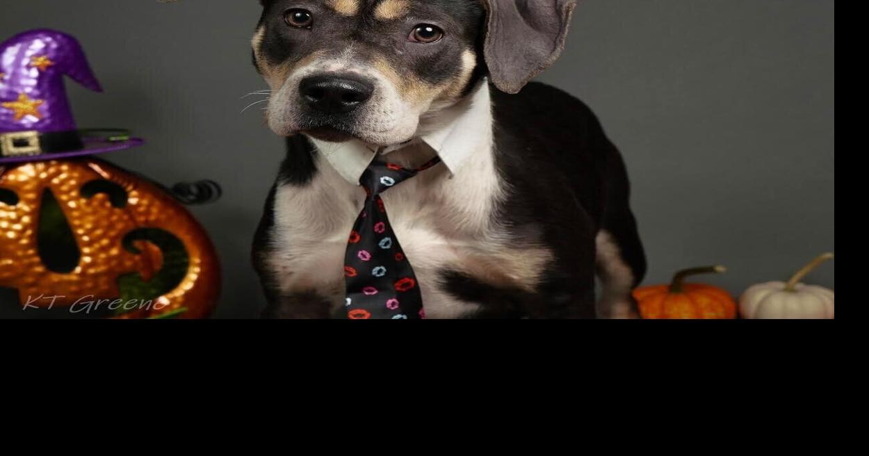 Burke Animal Services: Blanche is ready for her forever home | A&E ...