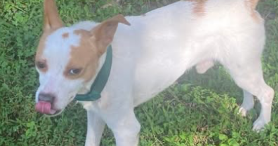 Burke Animal Services | Community News | The Paper