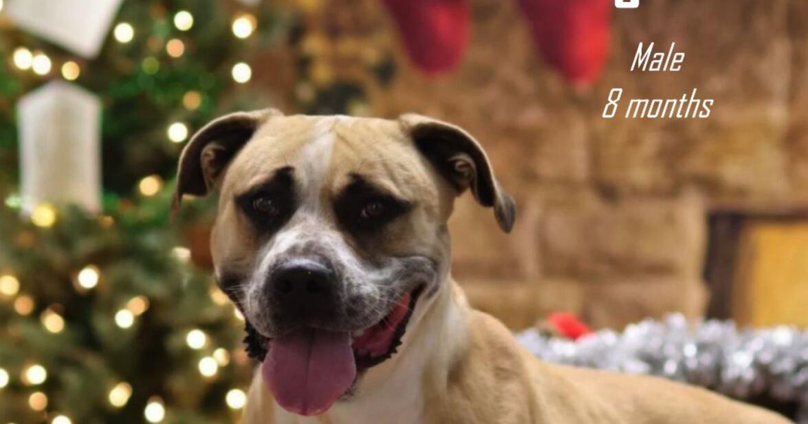 Burke Animal Services: Reginald | | The Paper