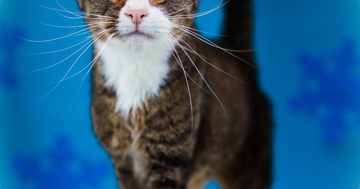 Burke Animal Services: Gibson | | The Paper