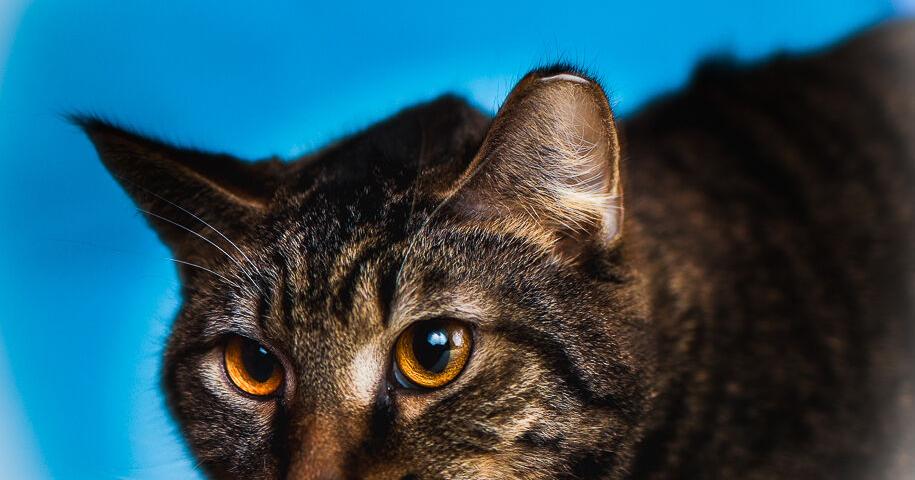 Burke Animal Services: Rush | Community News | The Paper