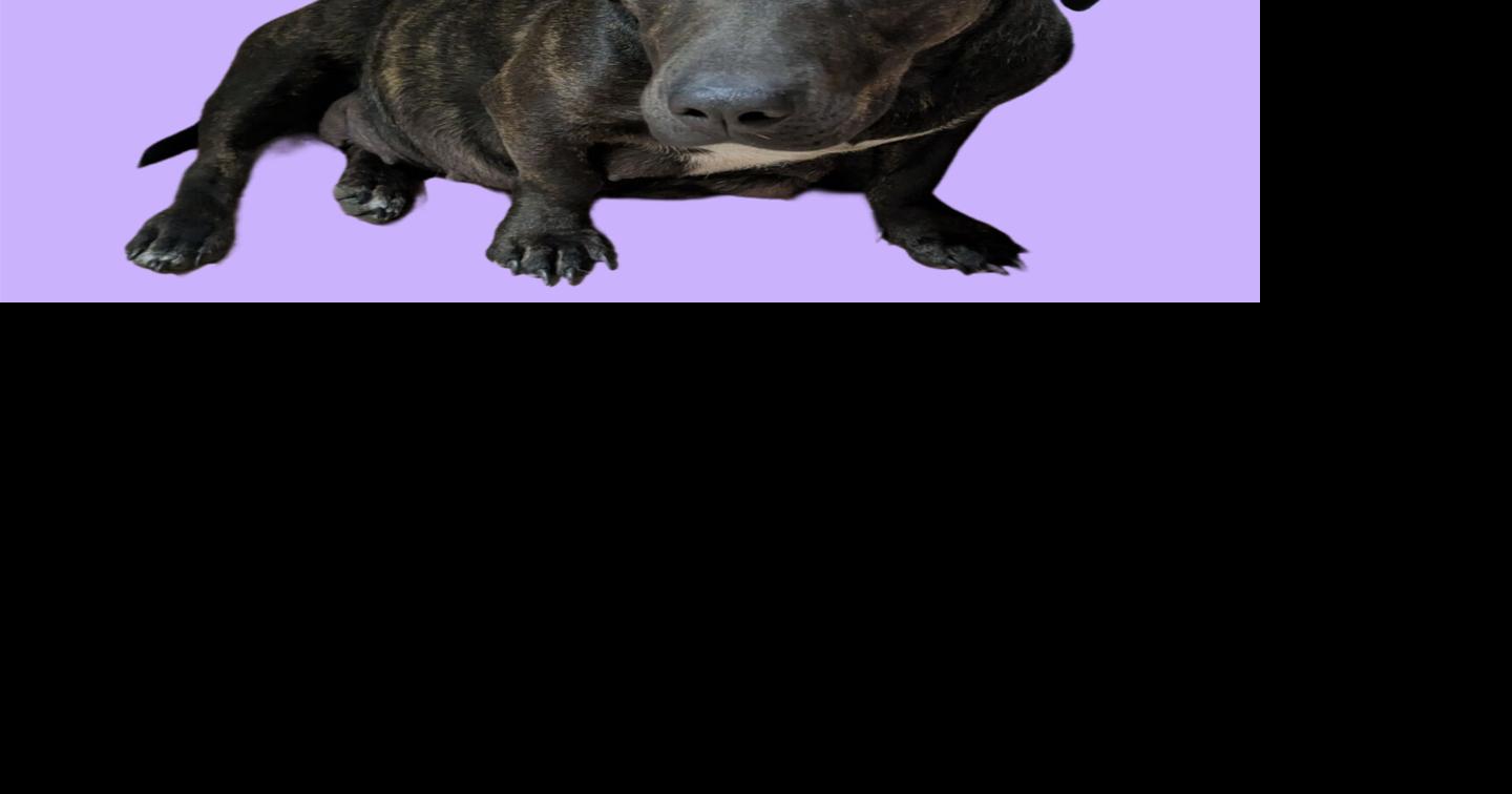 Burke Animal Services Pets of the Week | Community News | The Paper