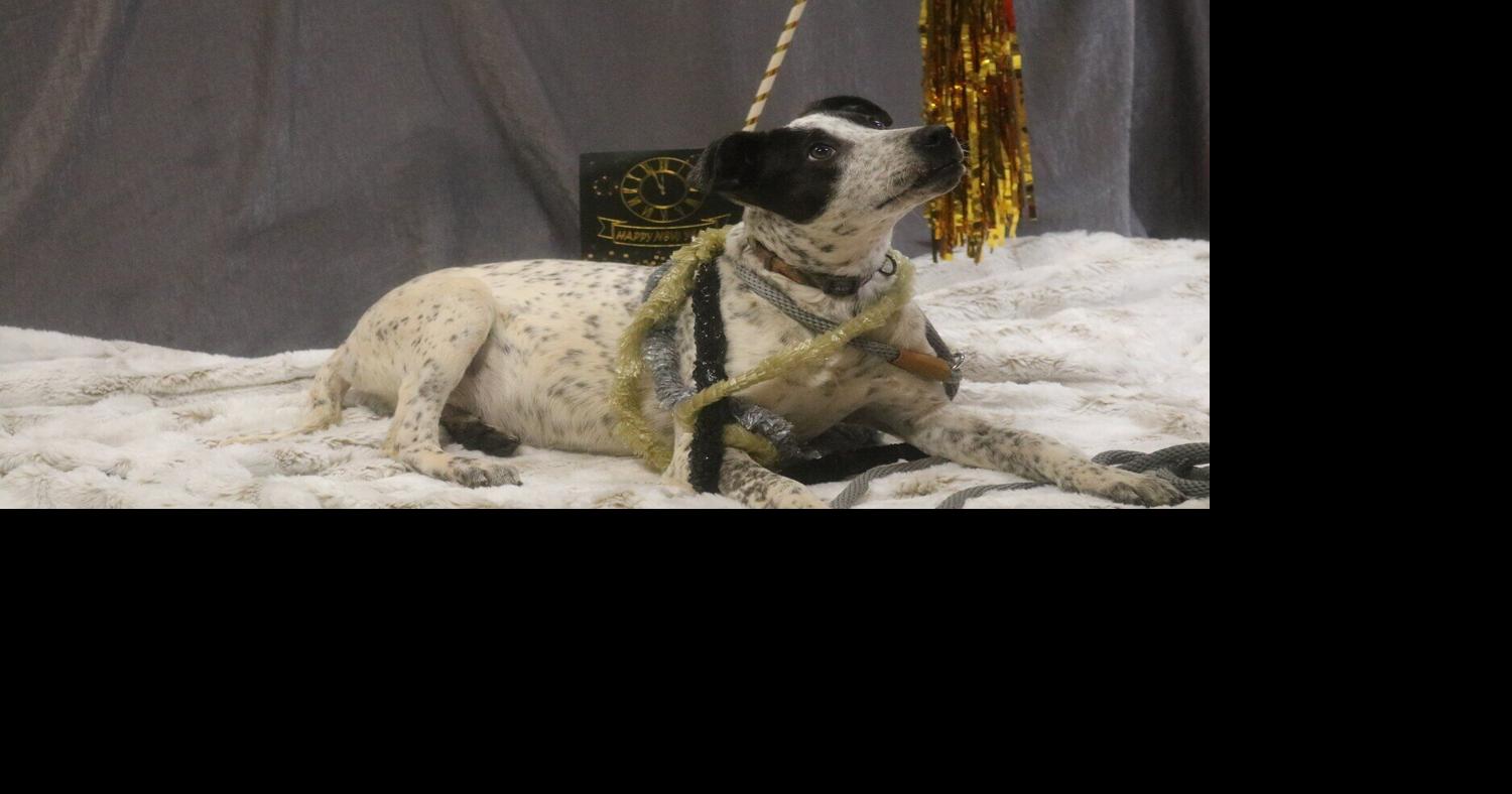 Charlie loves everyone. This handsome pup is ready for his forever home ...