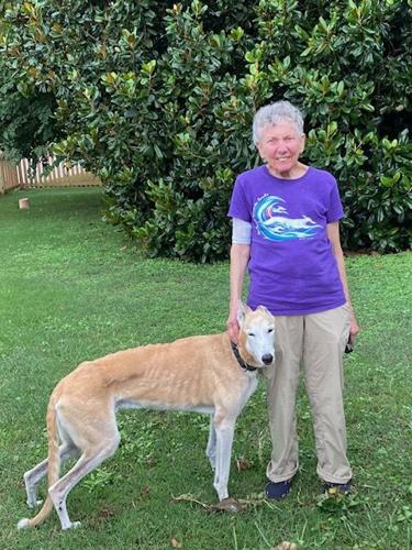 Introducing Judith Bachelder, the Greyhound Lady | The Paper’s ...