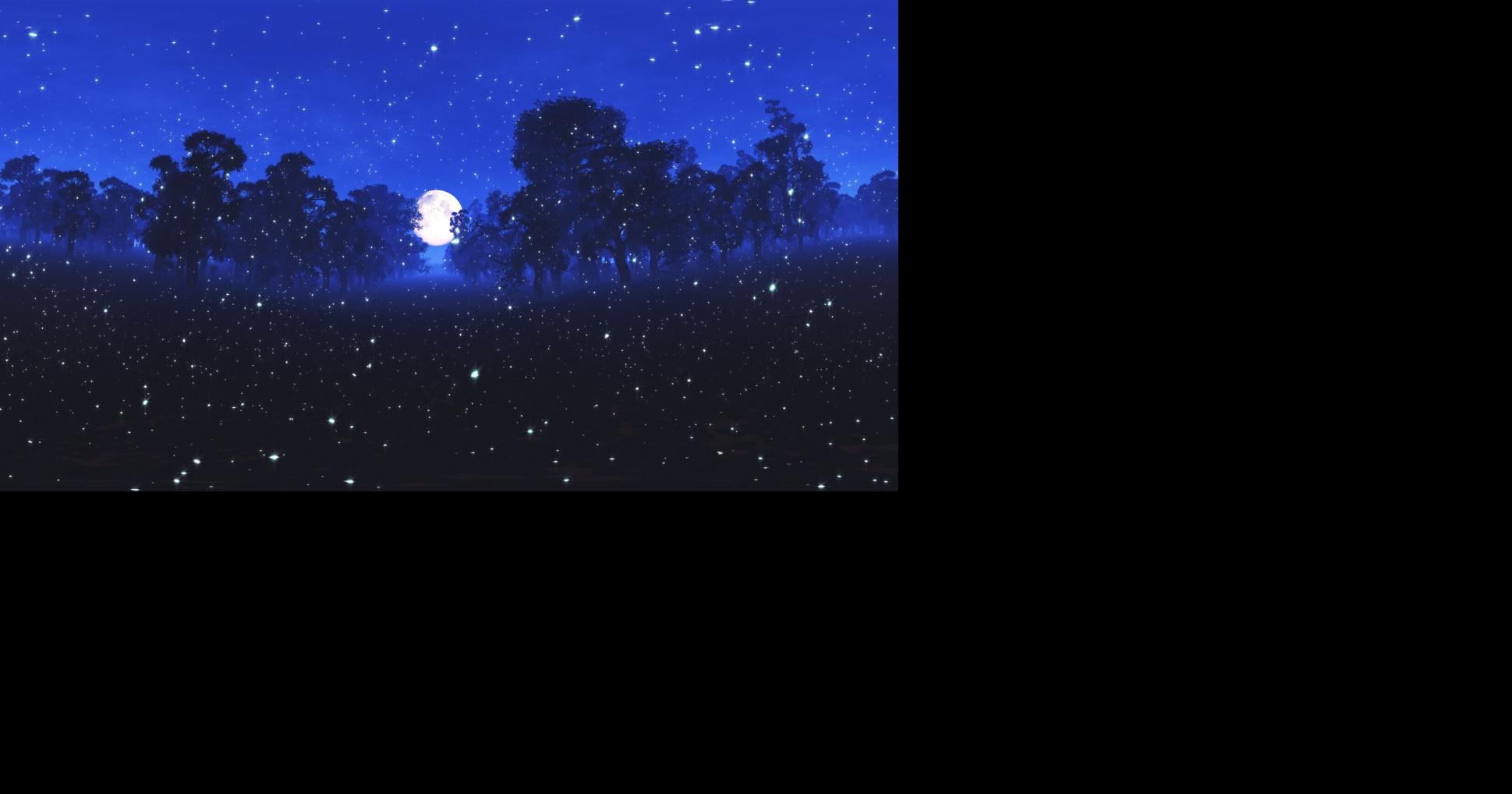 The ongoing saga of the mysterious blue ghost firefly | The Paper’s ...