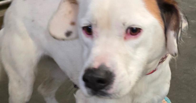 Burke Animal Services Pets of the Week | Community News | The Paper