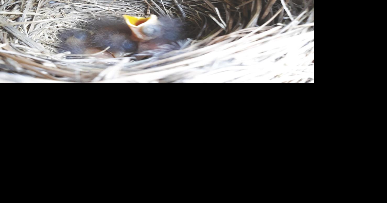 Happiness thy name is bluebird: Distinctively colorful birds symbolize ...