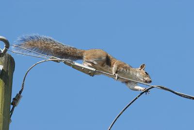 Squirrels cause havoc with electric lines | News | theparisnews.com