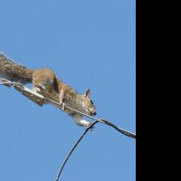 Squirrels cause havoc with electric lines | News | theparisnews.com