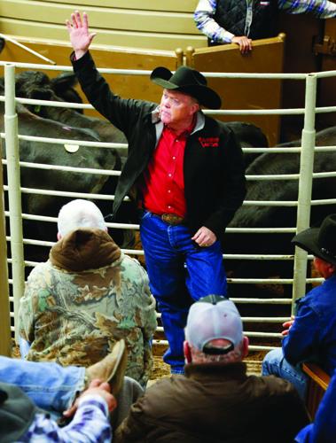 All-Breed Bull Sale | News | theparisnews.com