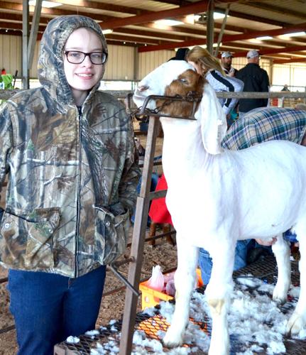 Chisum stages livestock show | Education | theparisnews.com